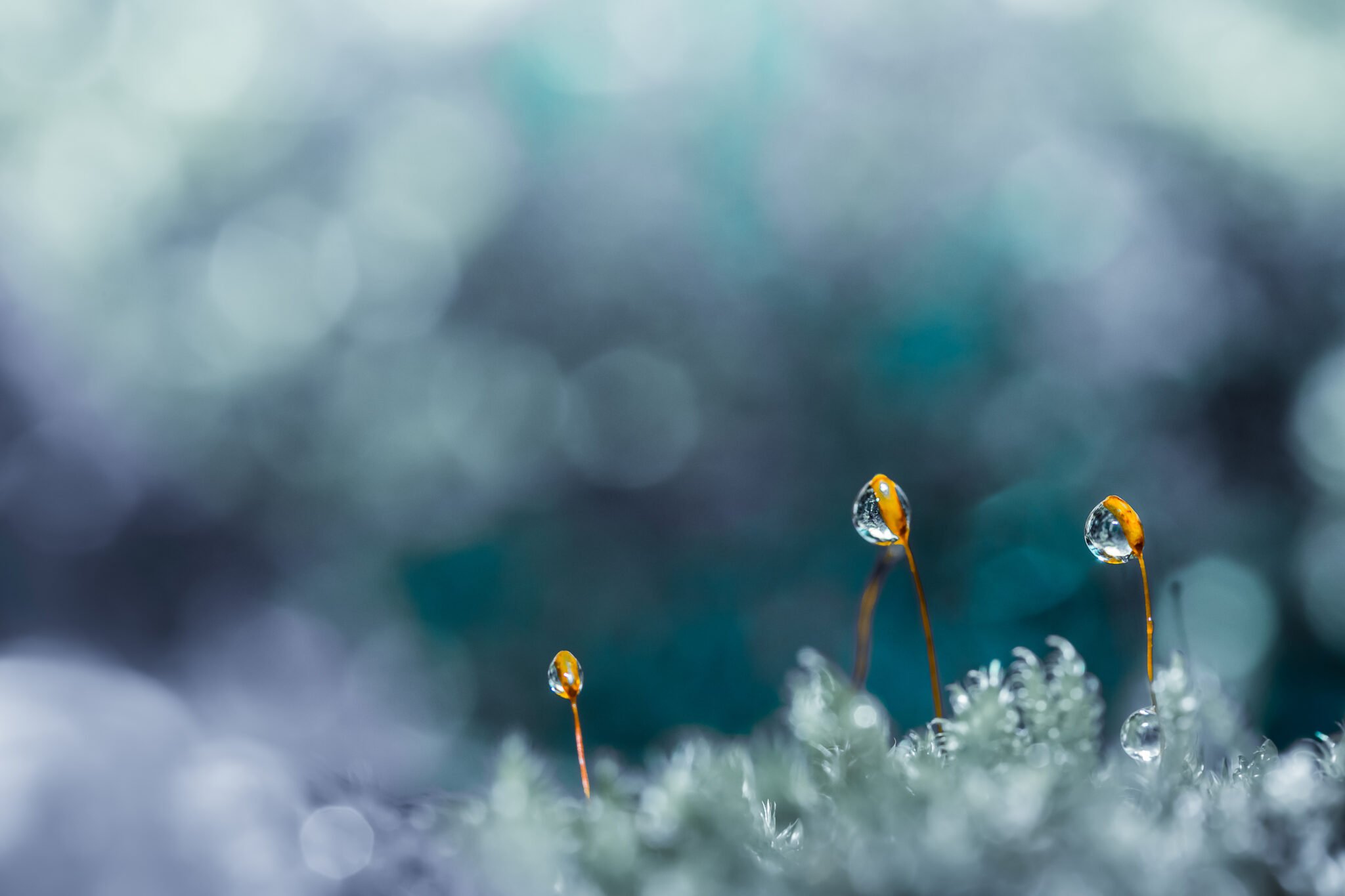 Makrofotografie für Anfänger | Tipps und Inspiration