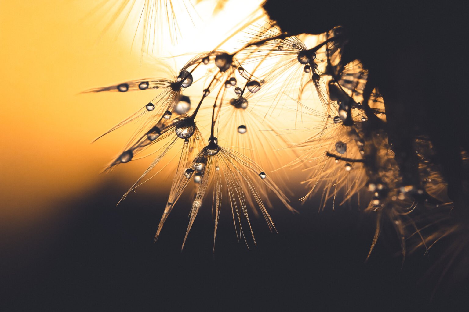 Makrofotografie für Anfänger | Tipps und Inspiration